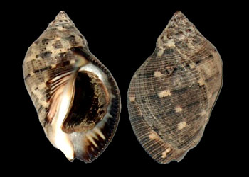 骨螺总科 Muricacea 蓝色动物学（中国动物学科普）